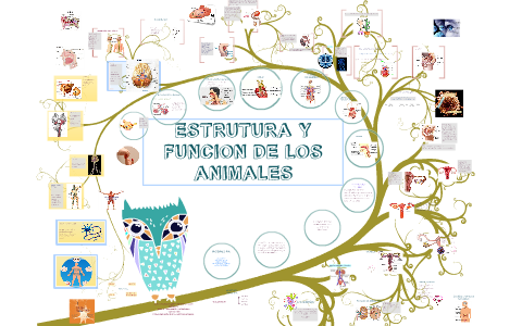 ESTRUTURA Y FUNCION DE LOS ANIMALES by Julieth Castillo on Prezi