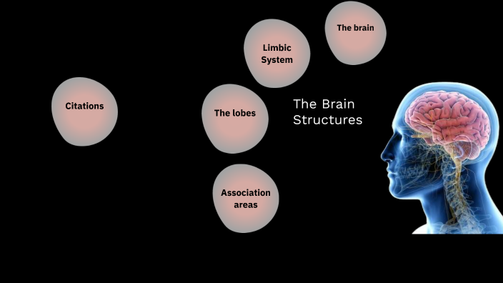The Brain Structures by nour gad on Prezi