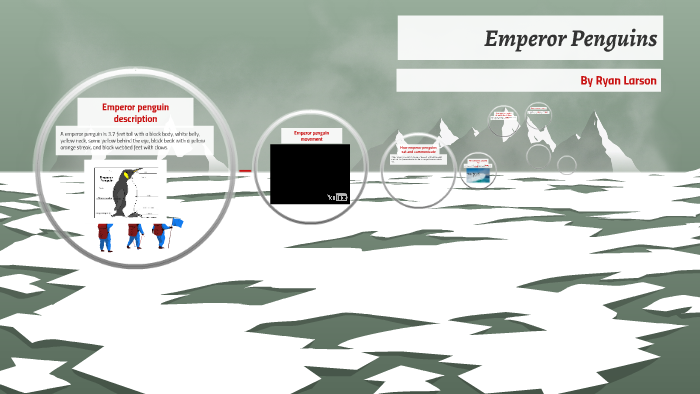 Emperor Penguins by Mrs. Bonk on Prezi
