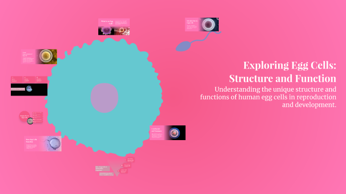 Exploring Egg Cells: Structure and Function by Alicia Jones on Prezi