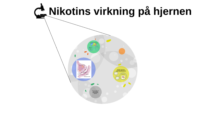 Nikotins virkning på hjernen by Lærke Møller on Prezi