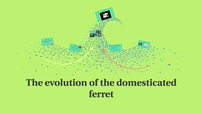 The evolution of the ferret by evan walsh on Prezi