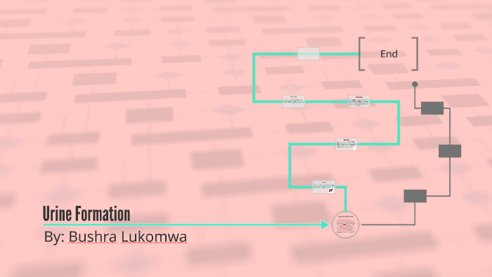 Kidney Function Flow Chart by Bushra Lukomwa on Prezi