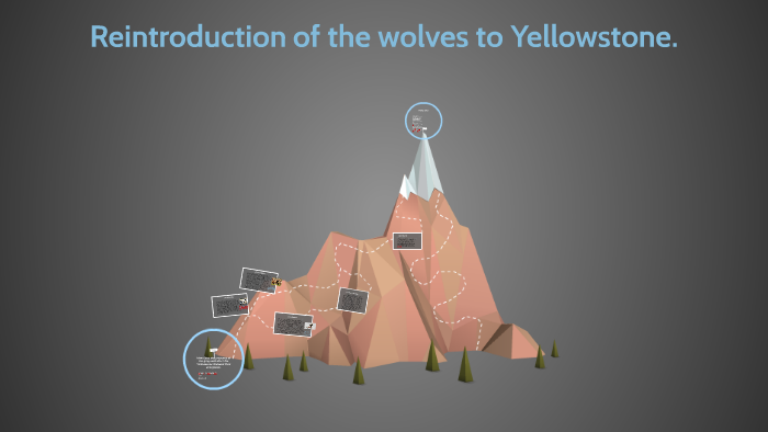 Reintroduction of the wolves to Yellowstone. by Araya Fahnestock on Prezi