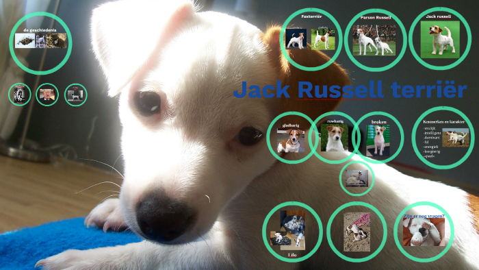 Jack Russell by Fabian Roossien on Prezi