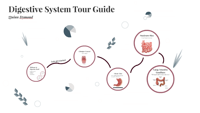 Digestive System Tour Guide by Riana Dymond on Prezi