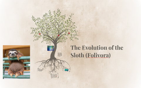 The Evolution of the Sloth (Folivora) - By Liam Wright by Liam Wright ...