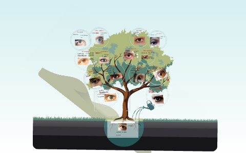 árbol genealógico de mi familia: del carácter “color de ojos by Angie ...