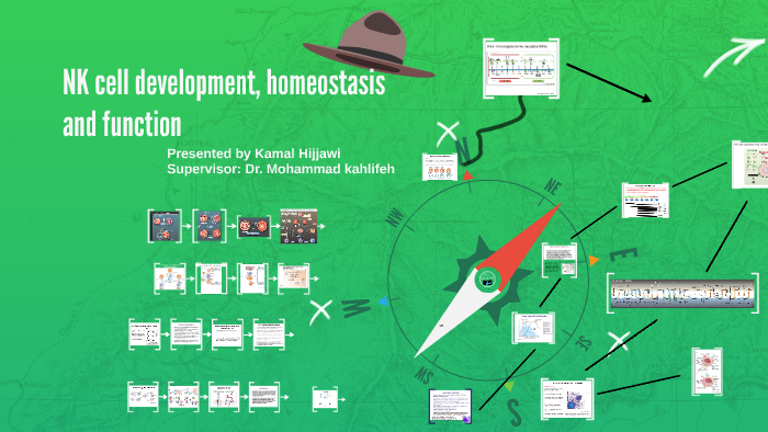 NK cell development, homeostasis and function by kamal Hijjawi on Prezi