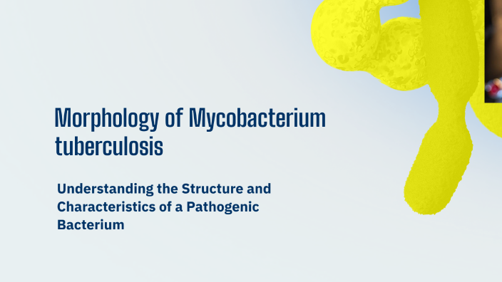 Morphology of Mycobacterium tuberculosis by Nana Yaw on Prezi