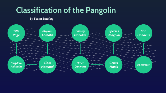 Classification of the Pangolin - Sasha by Sasha Suckling on Prezi