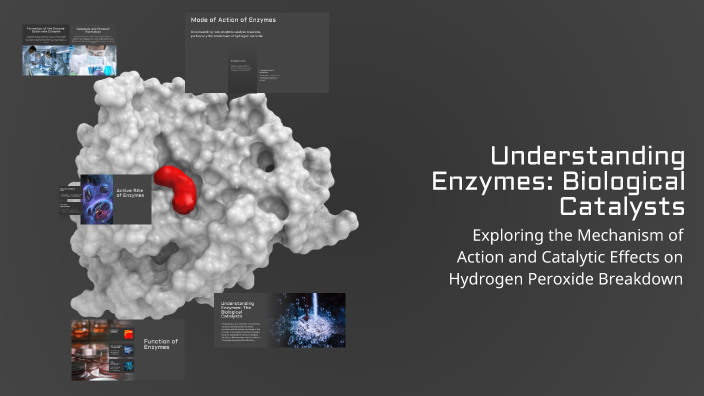 Understanding Enzymes: Biological Catalysts by Galt Dondogdulam on Prezi