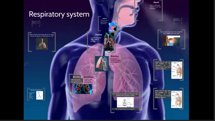 Respiratory system (5th grade) by Cesar Meza on Prezi
