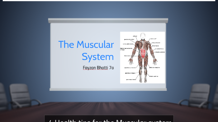 Muscular System Project by Fayzan bhatti