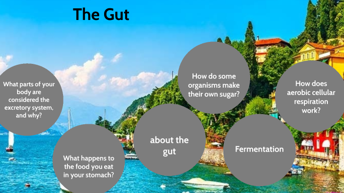 THE GUT by Luke Schacht on Prezi