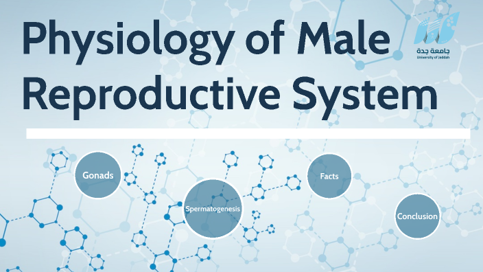 Physiology of Male Reproductive System by Fuad Saleh on Prezi