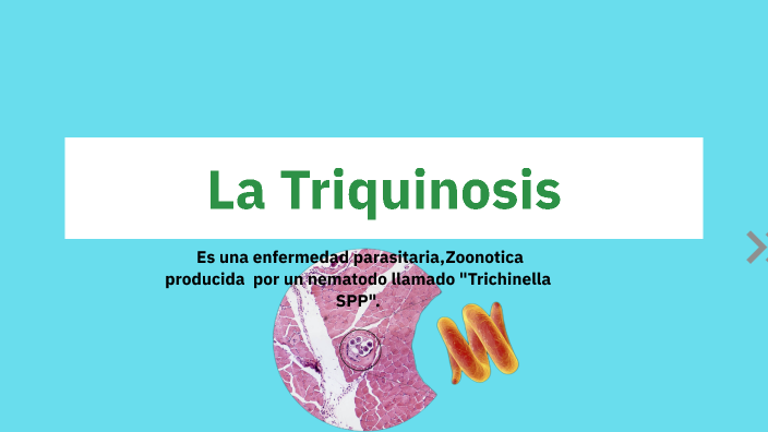 La Triquinelosis by Yulisa Lozano on Prezi