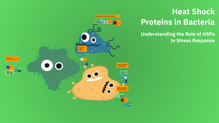 Heat Shock Proteins in Bacteria by f m on Prezi