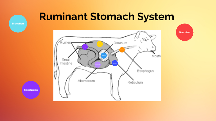 Ruminant Stomach System by Tristen Bremer on Prezi