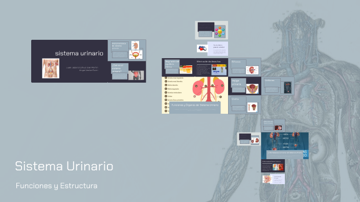 Sistema Urinario by sfsad fasdfasdf on Prezi
