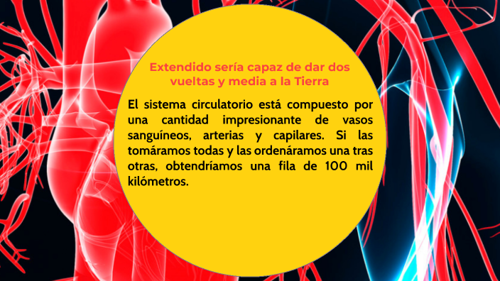 INFOGRAFIA SISTEMA CIRCULATORIO by Erik Leonel Mauricio Mejia on Prezi