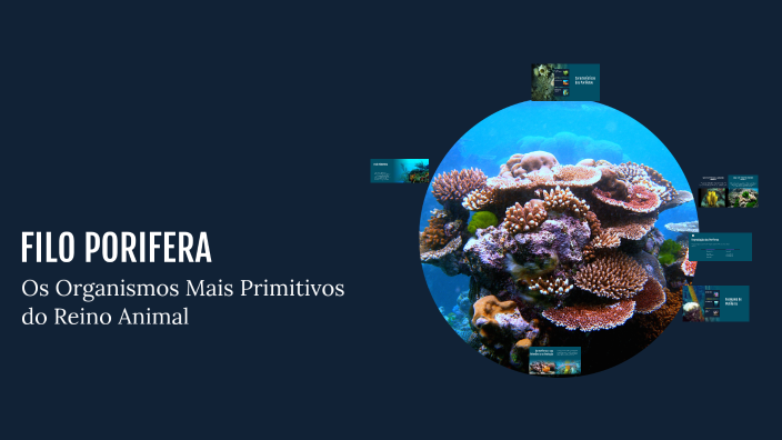 FILO PORIFERA: A ESSÊNCIA DA VIDA MULTICELULAR by Samuelcasarin on Prezi