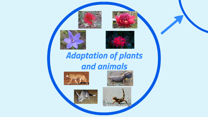Adaptation of plants and animals by on Prezi
