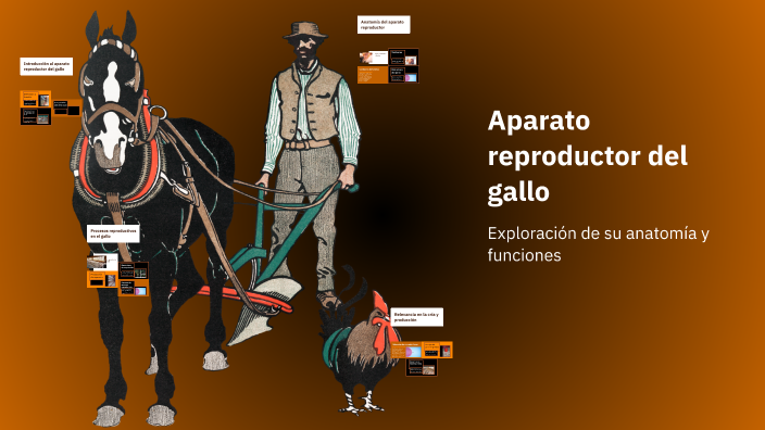 Aparato reproductor del gallo by Heider Fuentes on Prezi