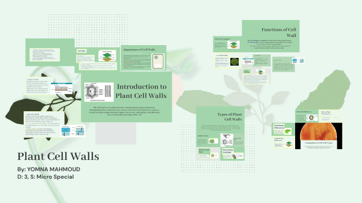 Understanding Plant Cell Walls by Yomna Fathi on Prezi