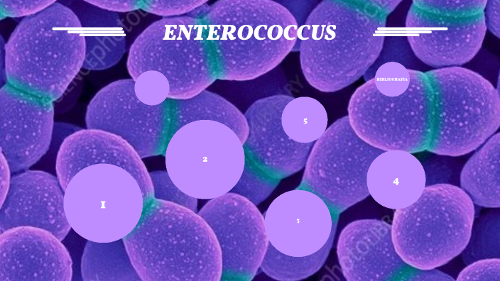 Enterococcos by Sol Enríquez on Prezi