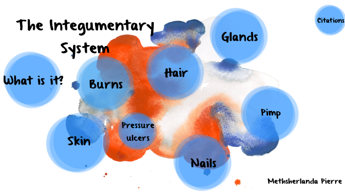 The Integumentary System by Sierra Lloyd on Prezi