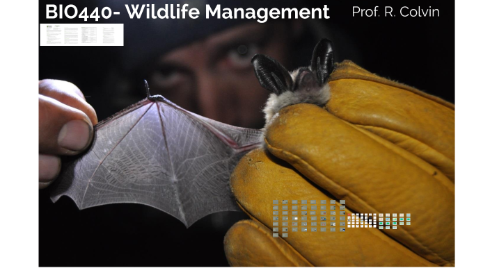 Introduction to Wildlife Management by Randall Colvin on Prezi