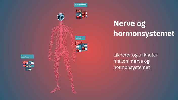 Nerve og hormonsystemet by oliva mokeliv on Prezi