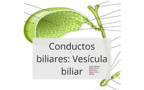 Conductos biliares: Vesícula biliar by Nadia Magallanes on Prezi