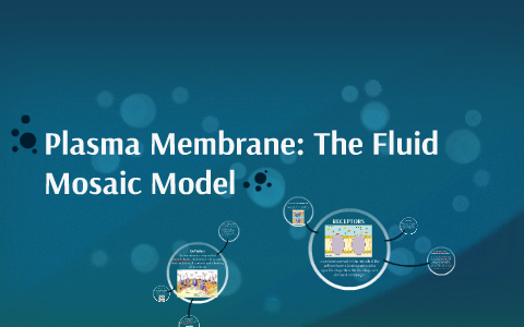 Plasma Membrane: The Fluid Mosaic Model by Amanda P on Prezi