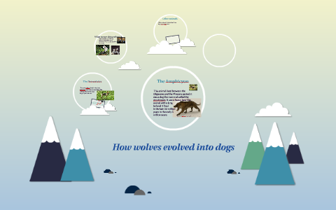 How wolves evolved into dogs by Stephanie Greasley