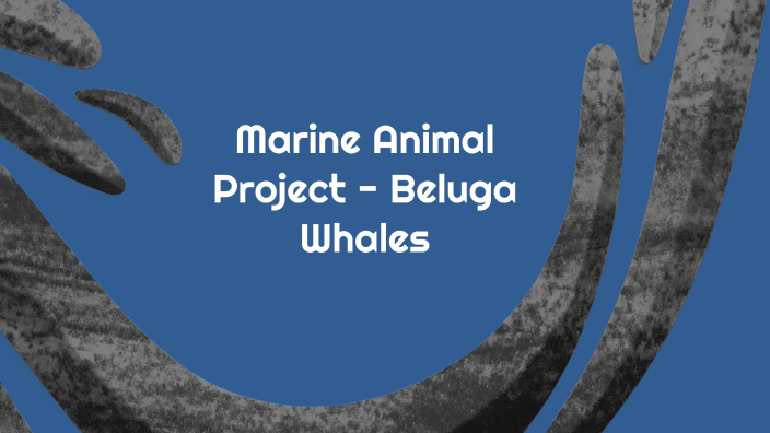 Marine Animal Project - BELUGA WHALE by Amir Sawalha on Prezi