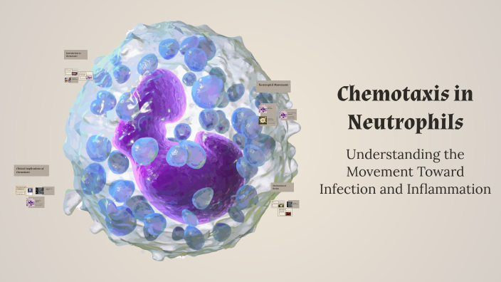 Chemotaxis in Neutrophils by Jatin Chauhan on Prezi