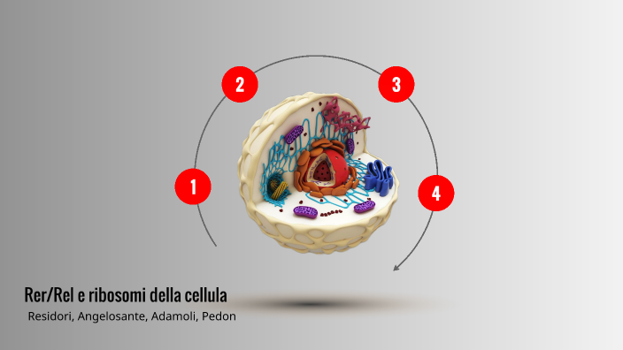 Rer/Rel della cellula by Marco Residori on Prezi