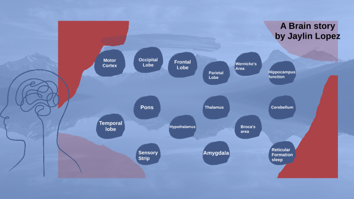 The Brain ! by Jaylin Lopez on Prezi