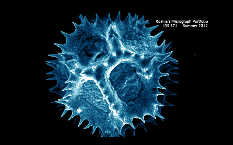 Rozina's Micrograph Portfolio by Rozina Jaser on Prezi