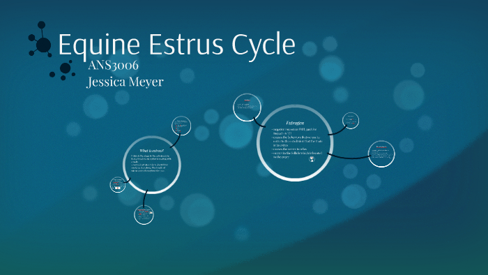 Equine Estrus Cycle by Jessica Meyer on Prezi
