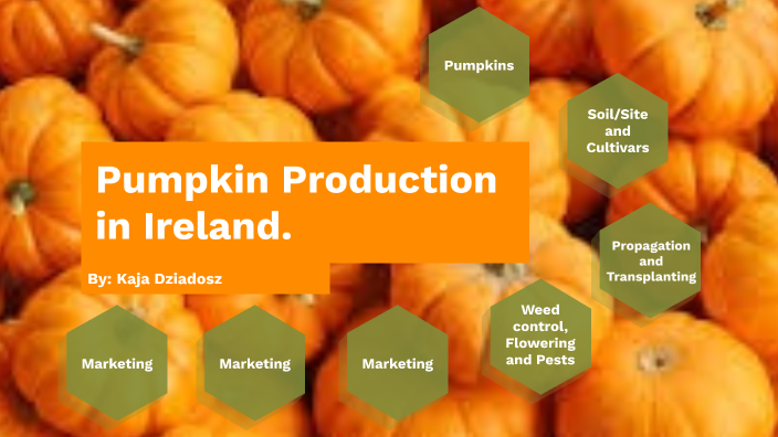 pumpkins production in Ireland. by Kaja Dziadosz on Prezi