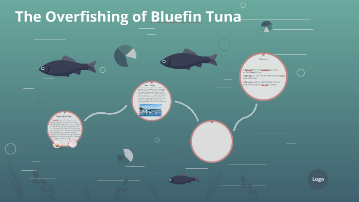 The Overfishing of Bluefin Tuna by Joseph Velasco on Prezi