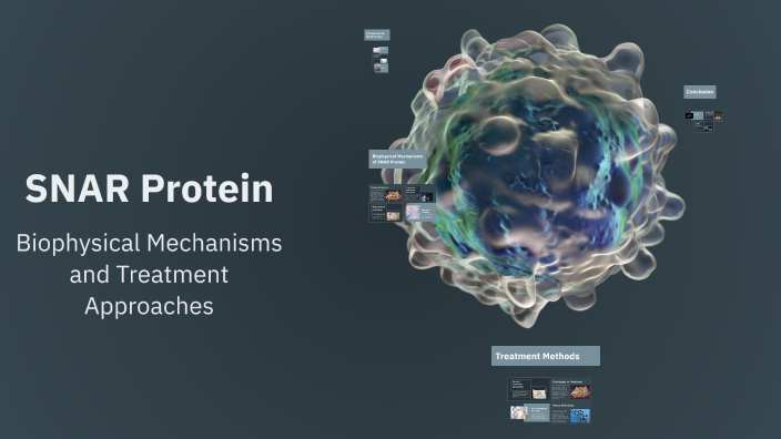 SNAR Protein by Yara on Prezi