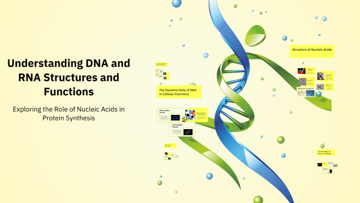 Understanding DNA and RNA Structures and Functions by Edina Ofalsa on Prezi