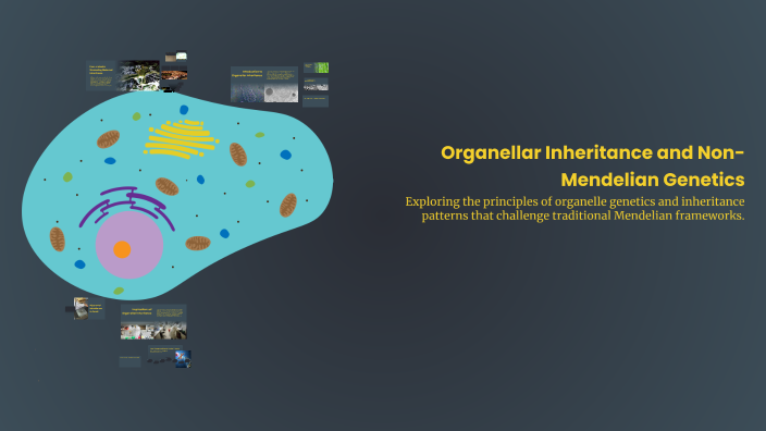Organellar Inheritance and Non-Mendelian Genetics by This ISmyname on Prezi