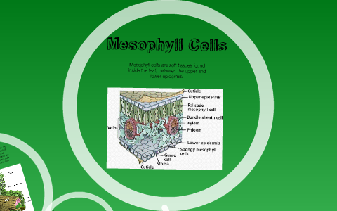 Mesophyll Cell by Lauren Cundiff on Prezi