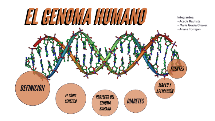 El Genoma Humano by Ariana TT on Prezi