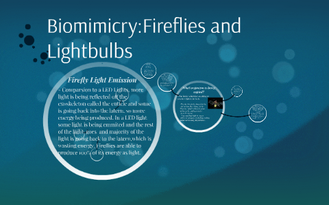Biomimicry:Fireflies and Lightbulbs by Sydney Loss on Prezi